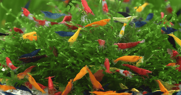 From the Sea to Your Tank: A Guide to the Wonderful World of Shrimp ...