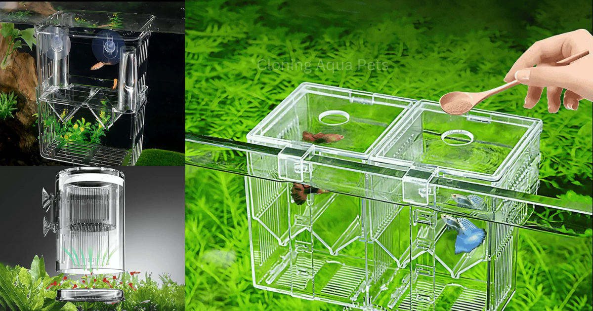 Aquarium Breeding Box – Incubator & Isolation Tank for Safe Fish Care ...