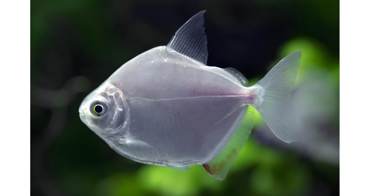 Silver Dollar Fish – Peaceful, Shimmering Beauties for Aquariums ...
