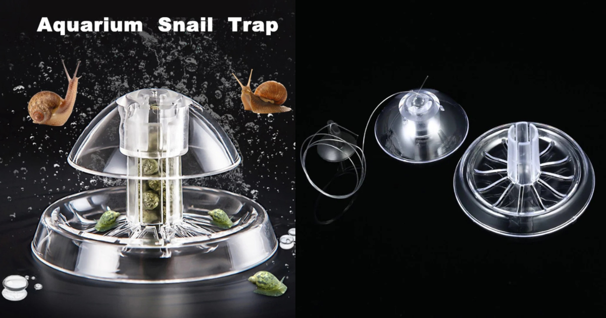 Aquarium Snail Trap – Easy Solution to Control Snails in Your Tank ...