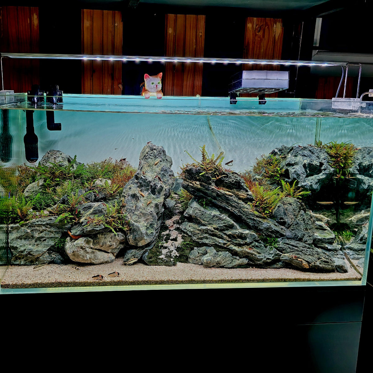 How to Create a Beautiful Aquascape on a Budget – cloningaquapets