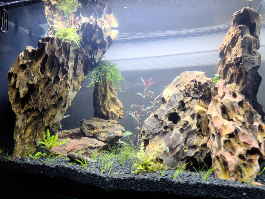 Collections – cloningaquapets