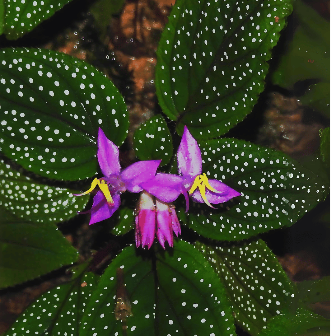 ADA LC130 Sonerila Mamei | Pot Live Plant – cloningaquapets ADA LC130 Sonerila Mamei | Pot Live Plant – cloningaquapets