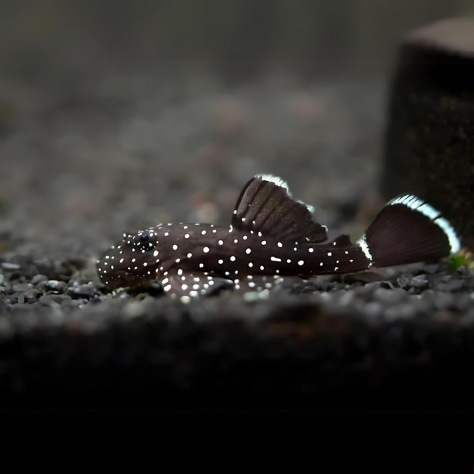 Starlight Bristlenose Pleco Care | Algae Eater for Freshwater Aquariums ...