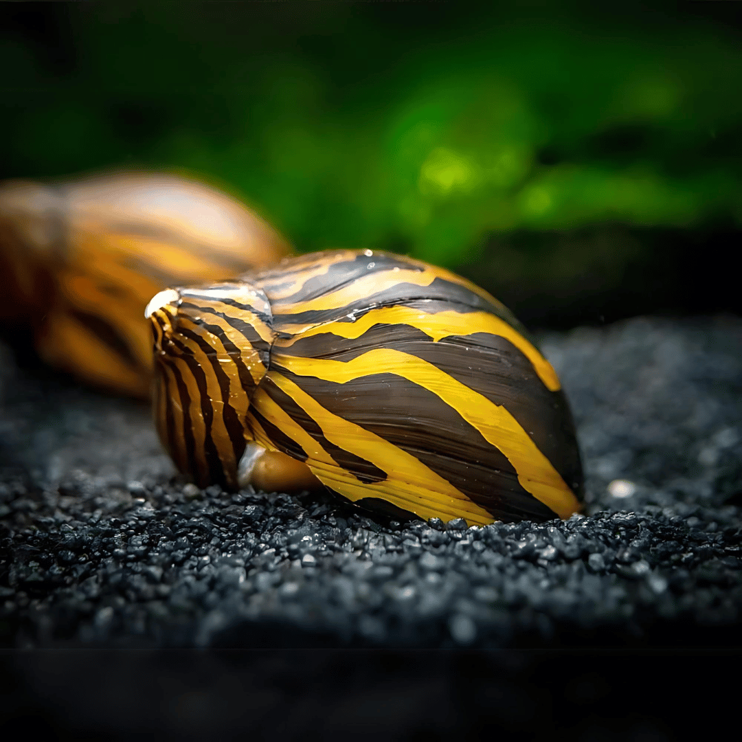 Zebra Nerite Snail – cloningaquapets