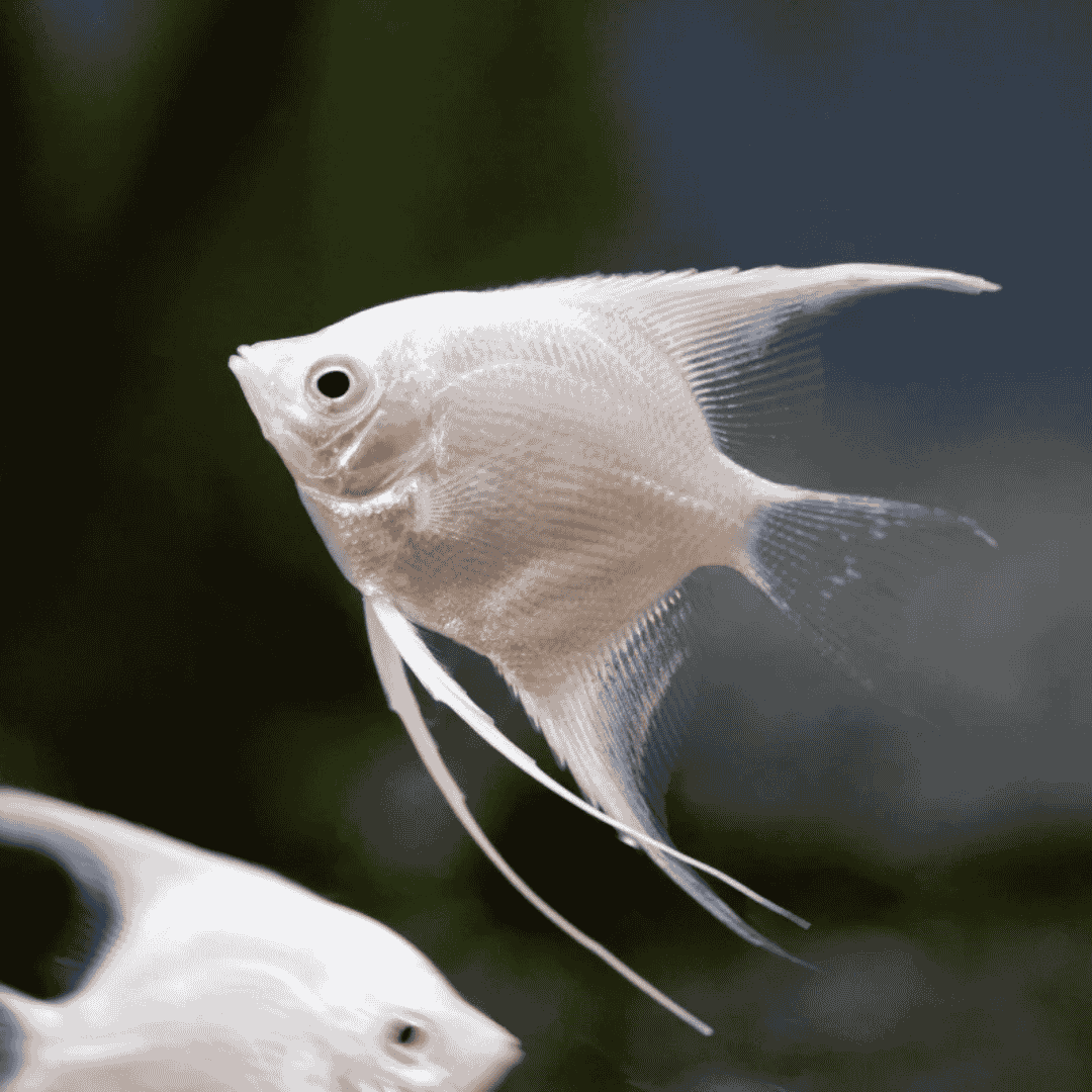 Platinum Angelfish – Elegant White Freshwater Aquarium Fish ...