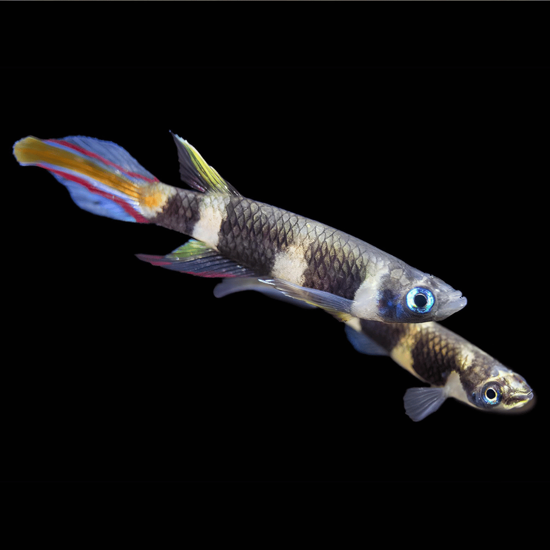 Clown Killi Planted Tank Fish | Pair – cloningaquapets