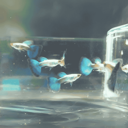 Cloning Aqua Pets & Fish Aquarium Shop in Salem – cloningaquapets