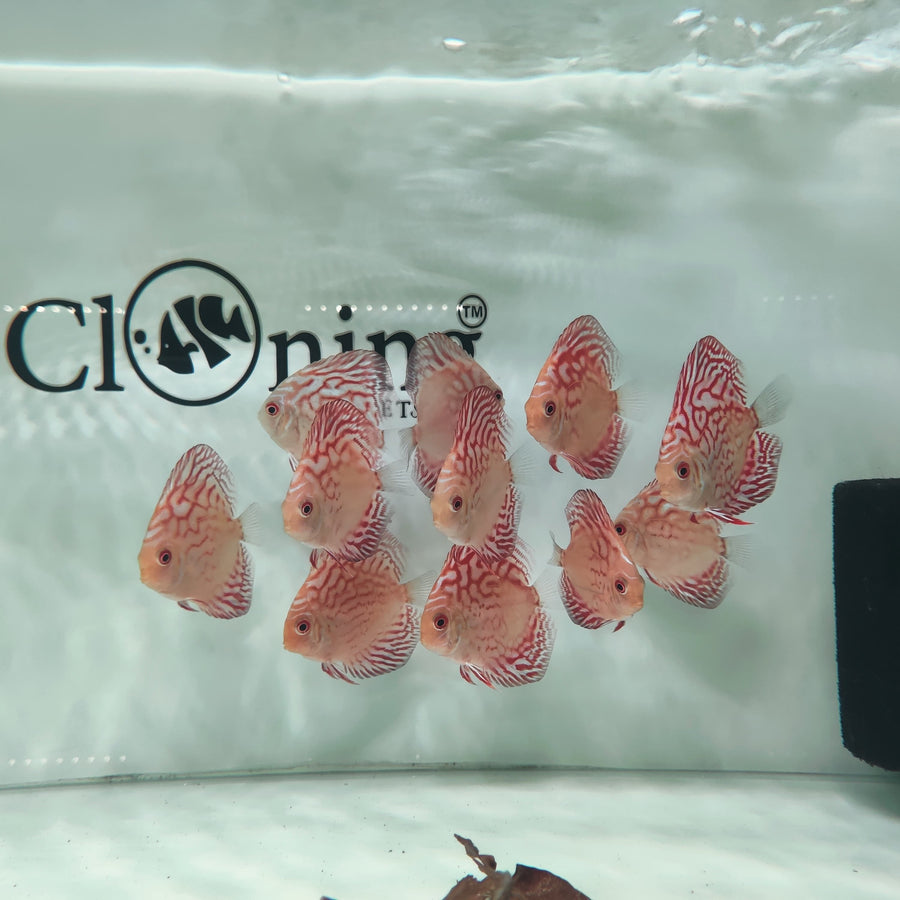 Discuss – cloningaquapets