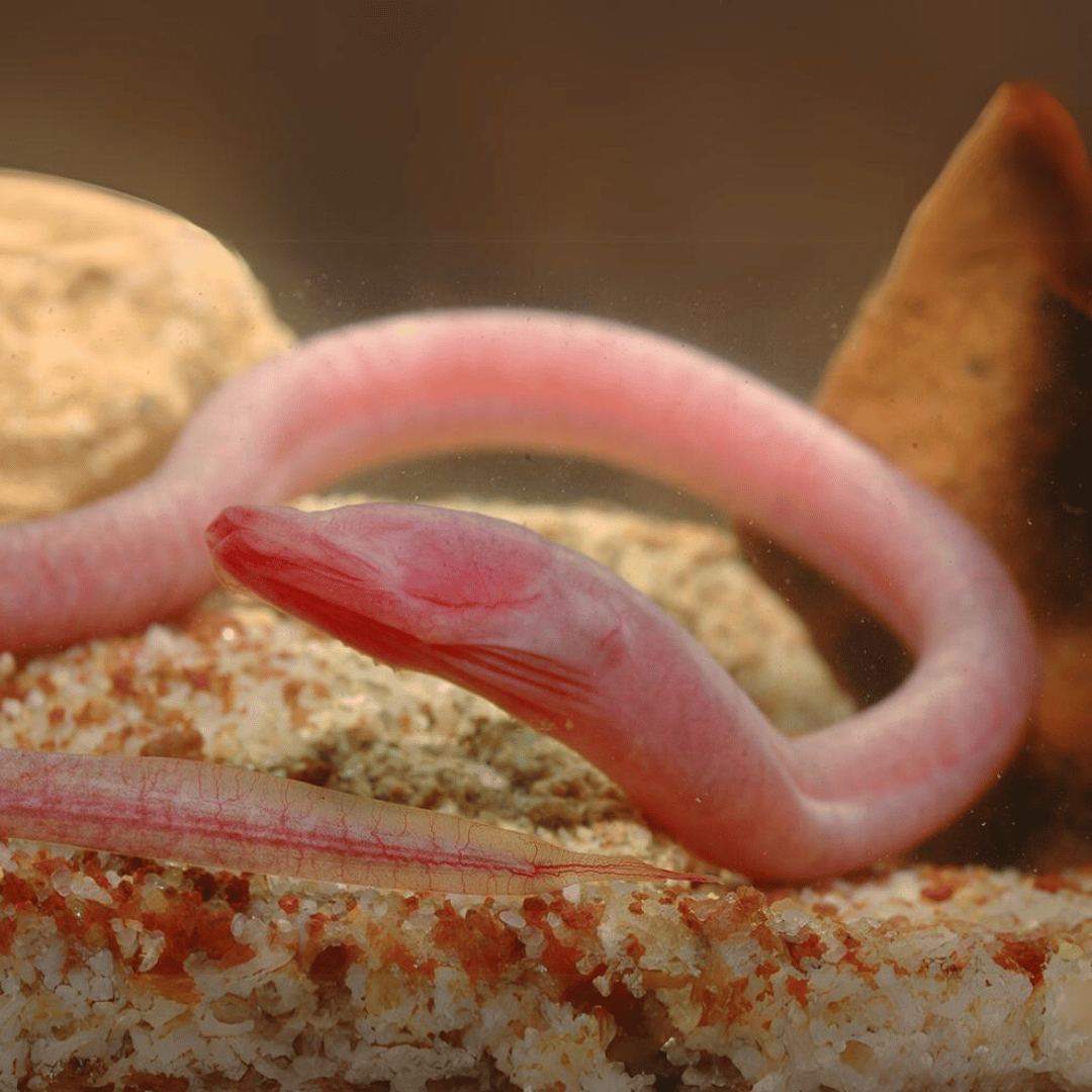 Earthworm Eel
