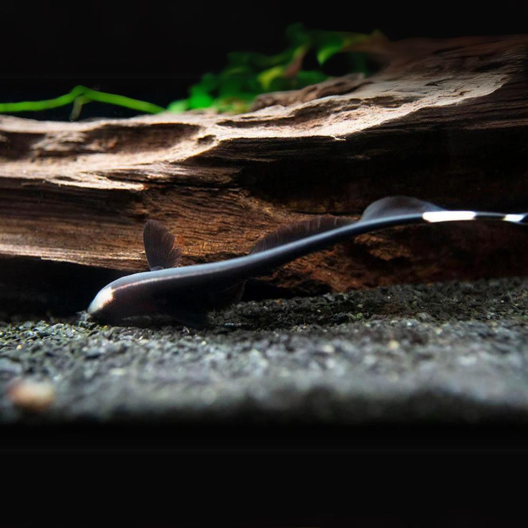 Ghost Knifefish (7-8 Cms) | Single – cloningaquapets
