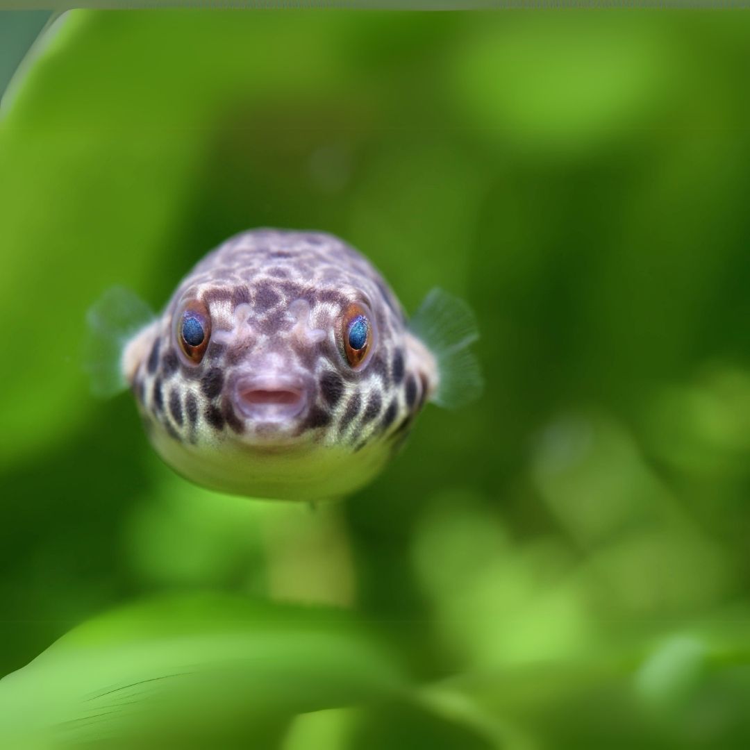 Live Fish Golden Spotted Puffer (2 Inches) | Single – cloningaquapets
