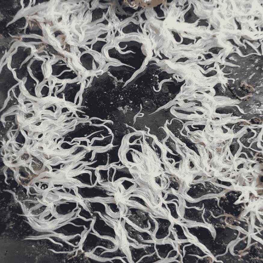 Live Fish – cloningaquapets