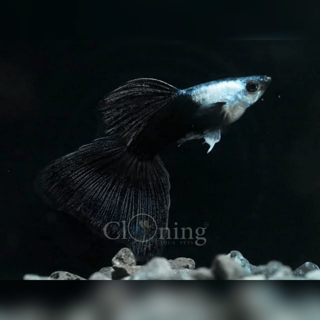 Silvarado Dark-Night Guppy Fish – cloningaquapets