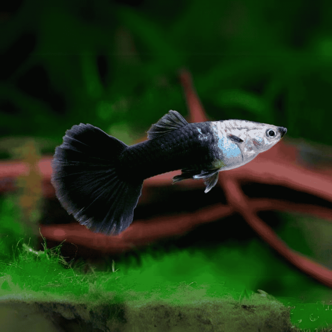 Half Black Guppy Fish – cloningaquapets