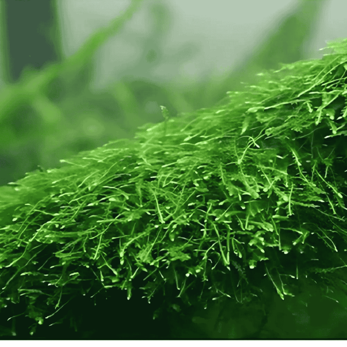 Moss Live Plant | Java moss – cloningaquapets
