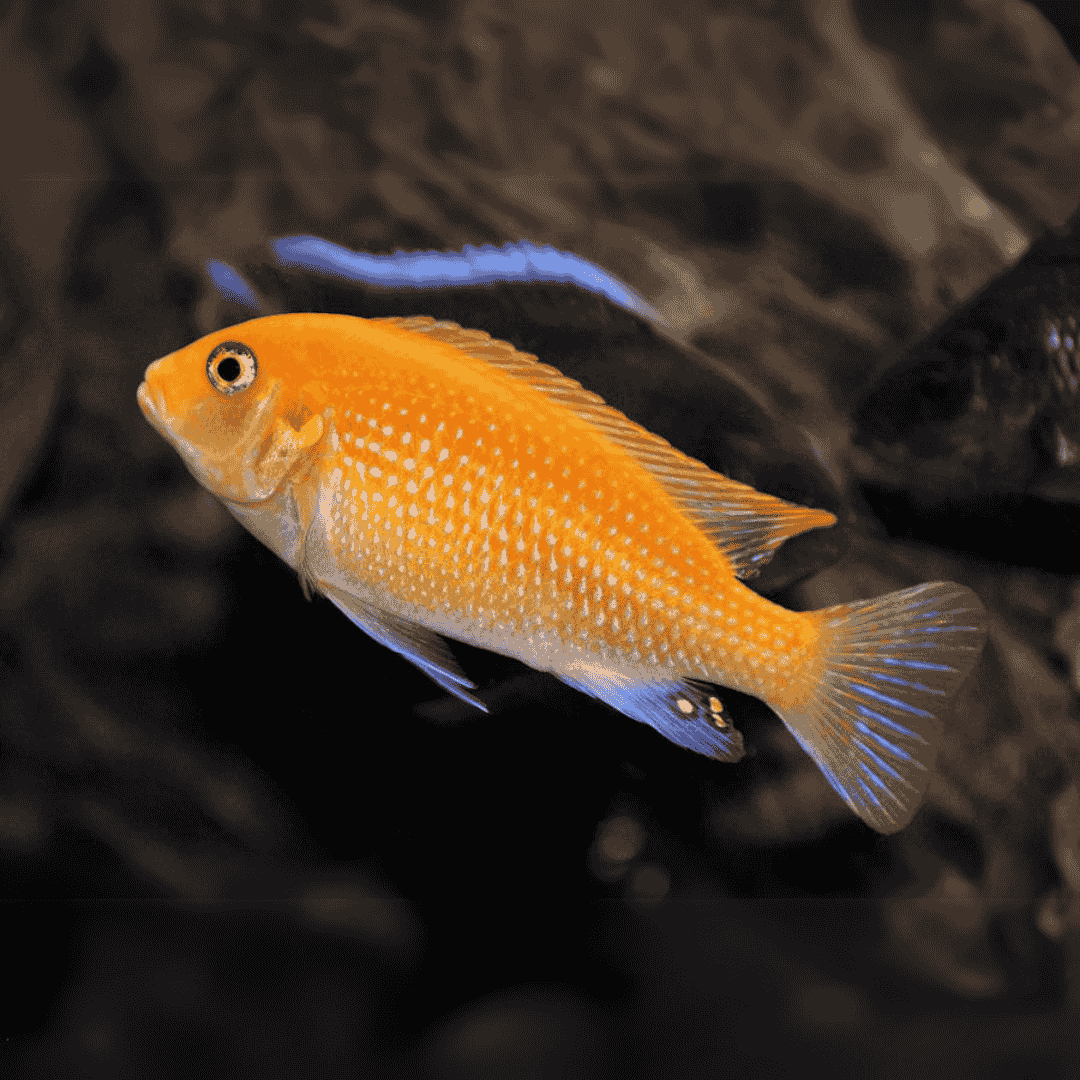 Orange Morph Fish – cloningaquapets