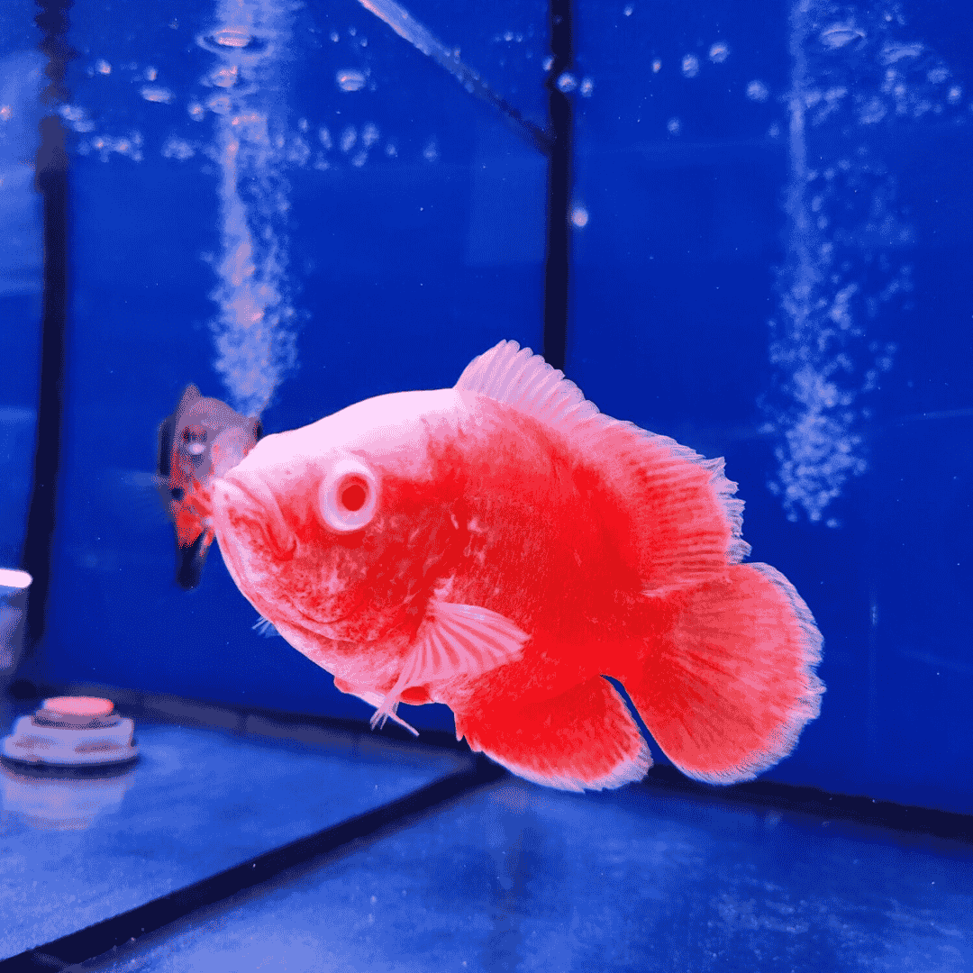 Oscar Chilli Red (2-2.25 Inches) | Single – cloningaquapets