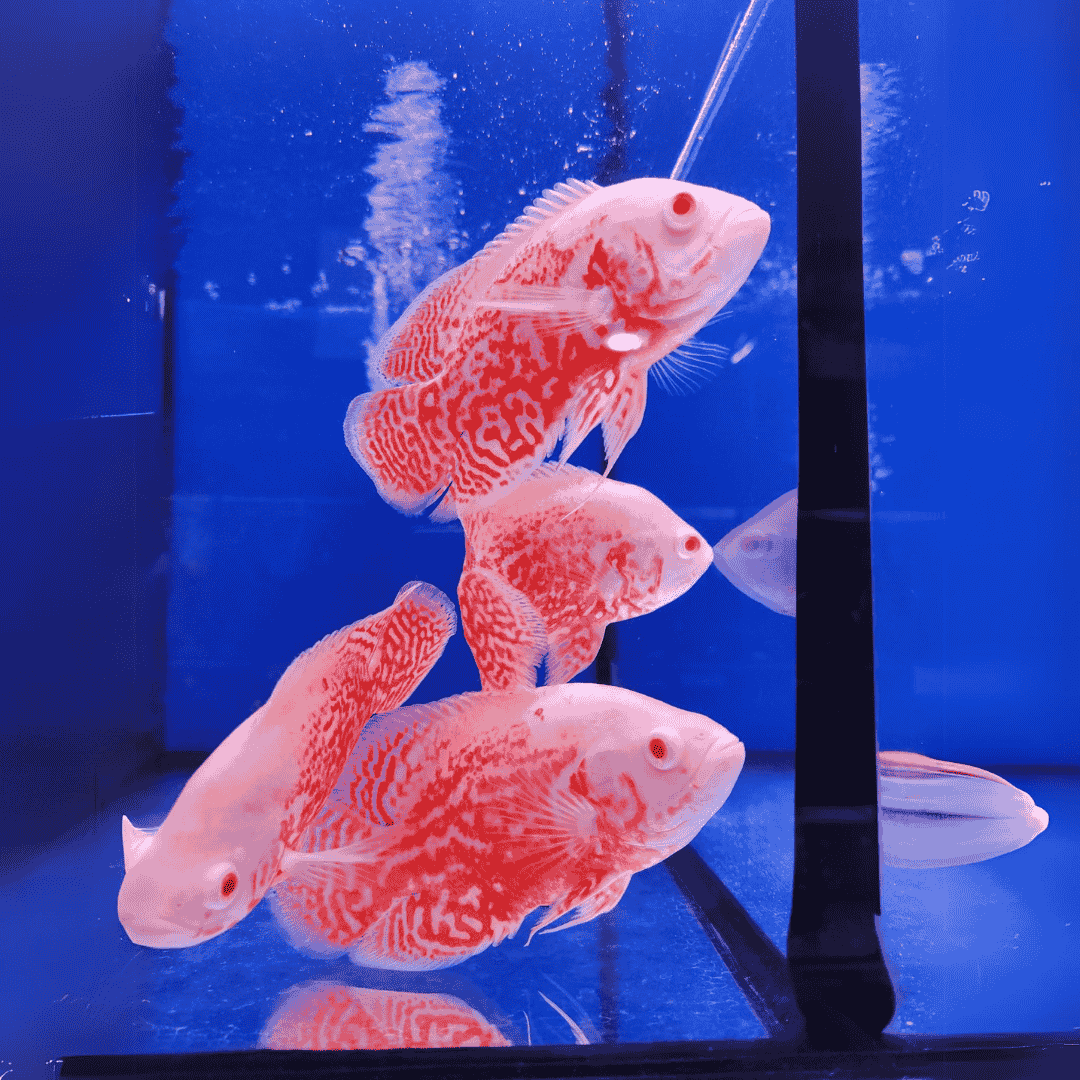 Oscar Pepper Chilli Red (2-2.5 Inches) | Single – cloningaquapets