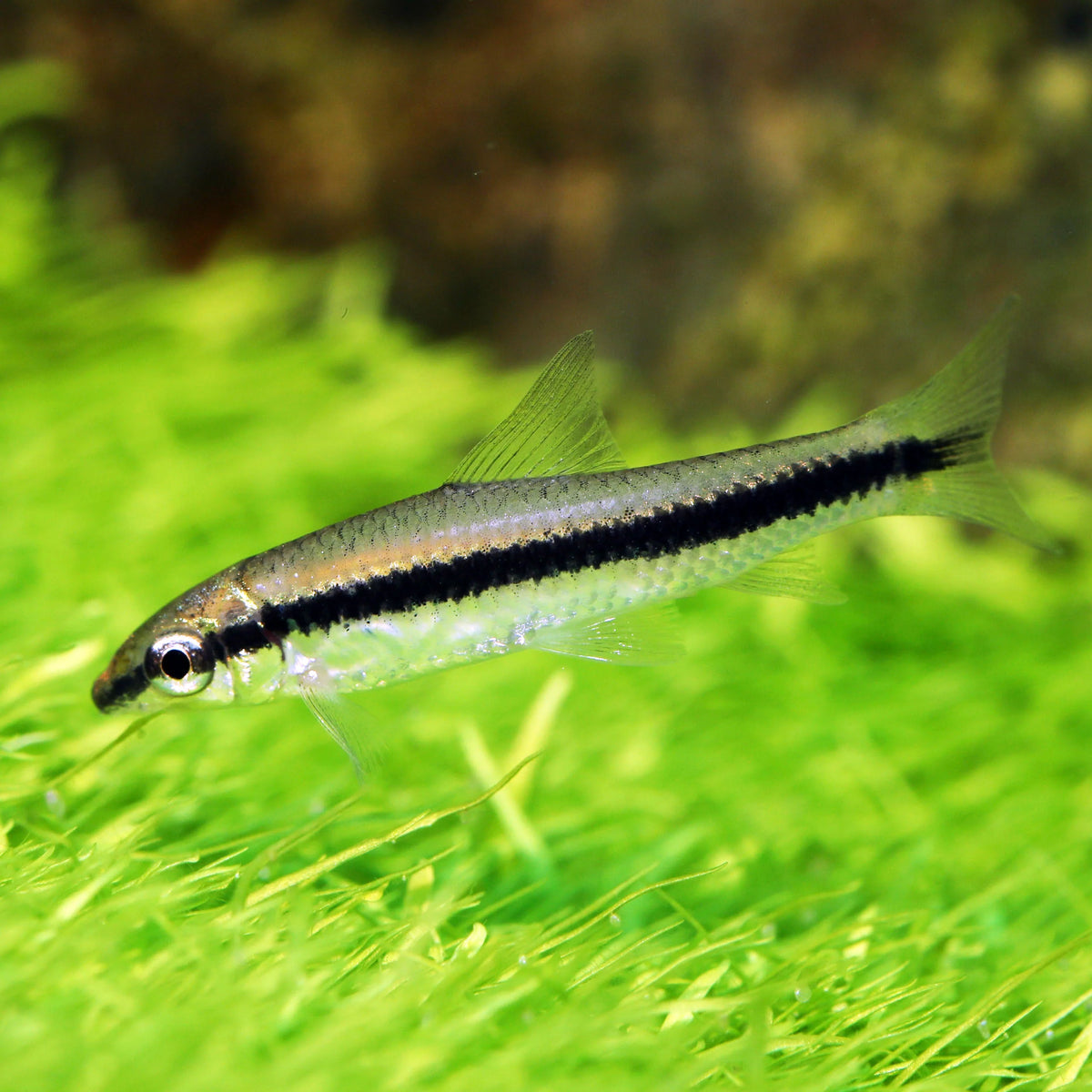 Live Fish Siamese Algae Eater – cloningaquapets