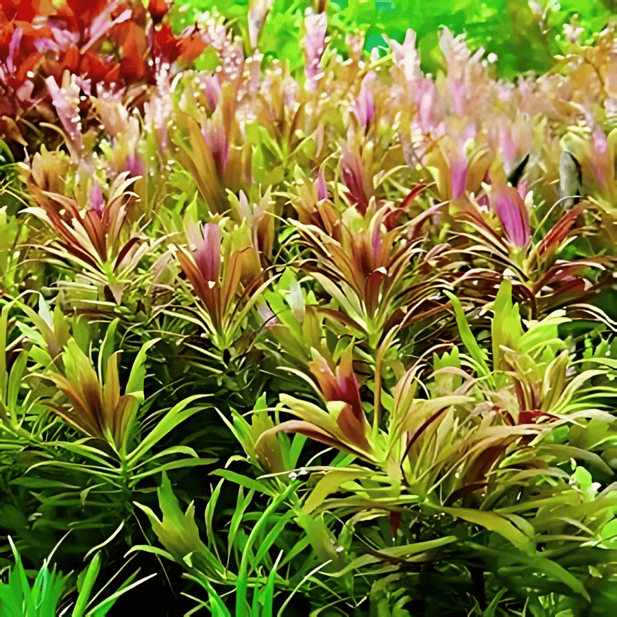 Sreepadma C35 Limnophila Aromatica Sp Dwarf | TC Live Plant ...