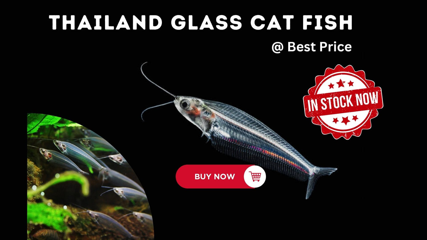 Cloning Aqua Pets & Fish Aquarium Shop in Salem – cloningaquapets