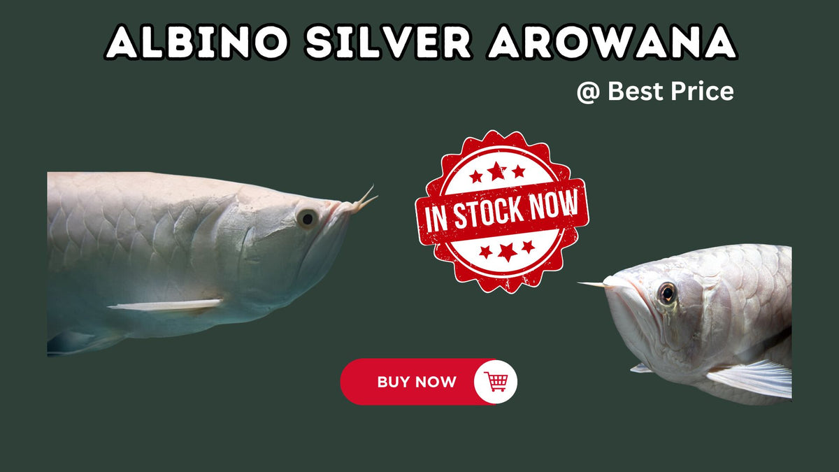 Cloning Aqua Pets & Fish Aquarium Shop in Salem – cloningaquapets