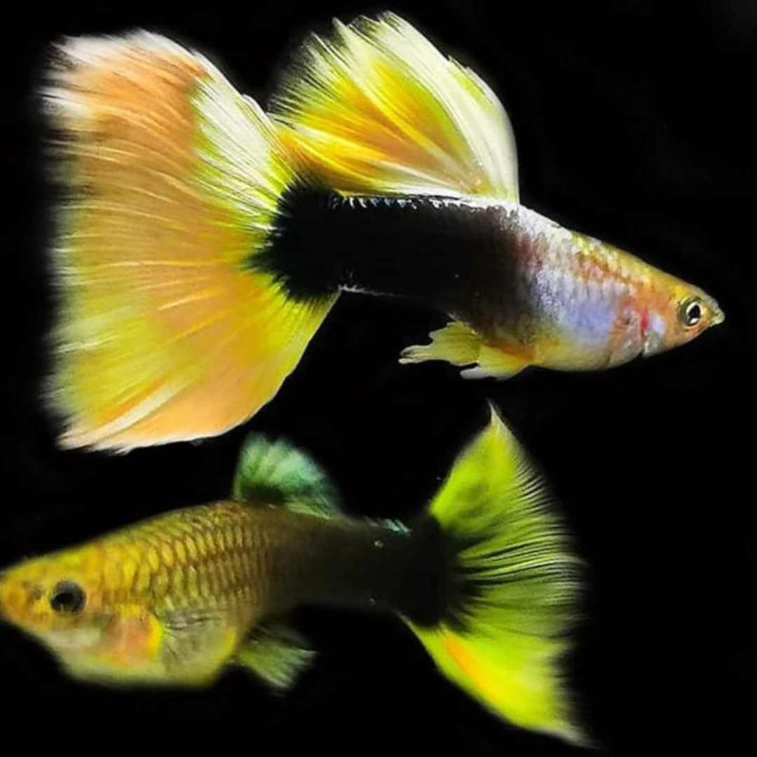Guppy Yellow Taxi – Hardy & Colorful Livebearer Fish – cloningaquapets