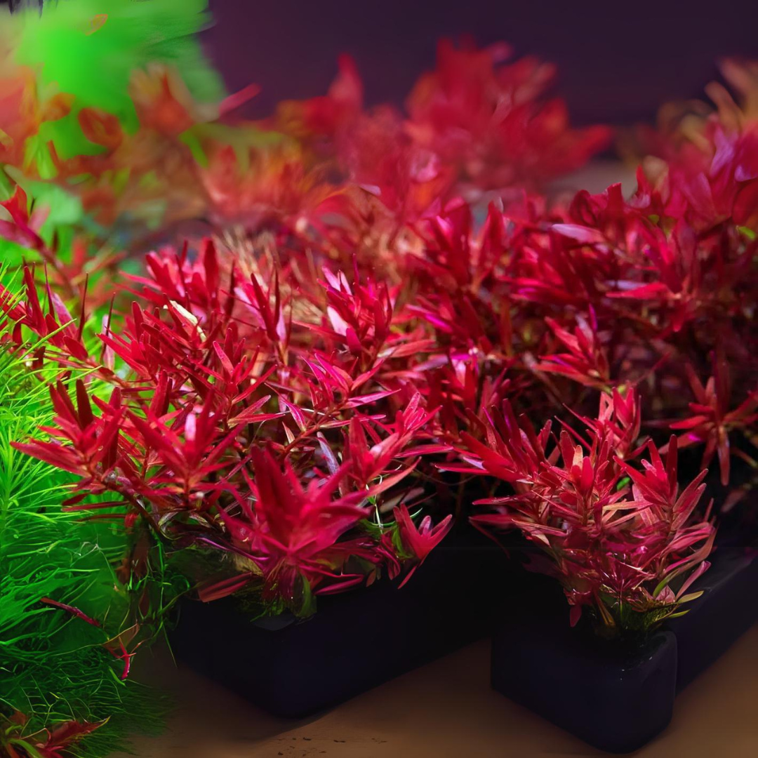 ADA IC043 Rotala Rotundifolia H'Ra – Red Aquarium Stem Plant ...