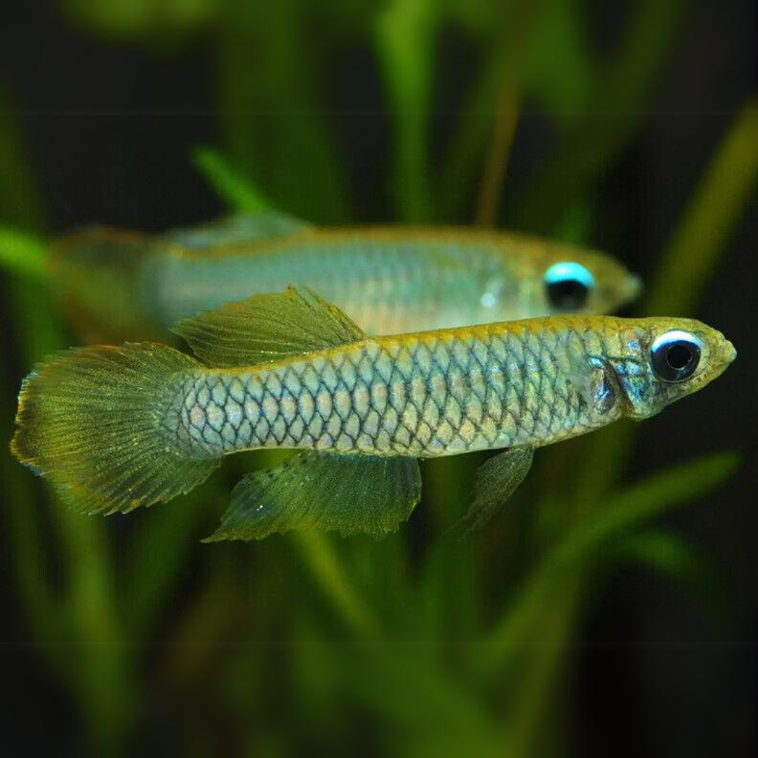 Lamp Eye Kili Planted Tank Fish – cloningaquapets