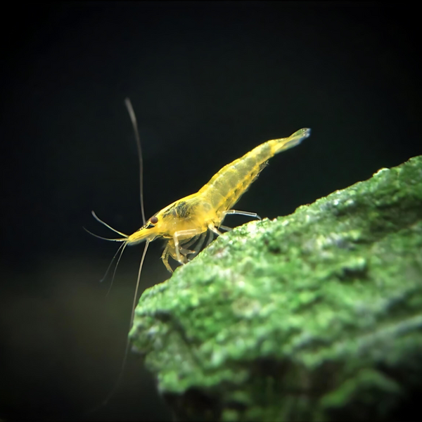 Cloning Aqua Pets & Fish Aquarium Shop in Salem – cloningaquapets