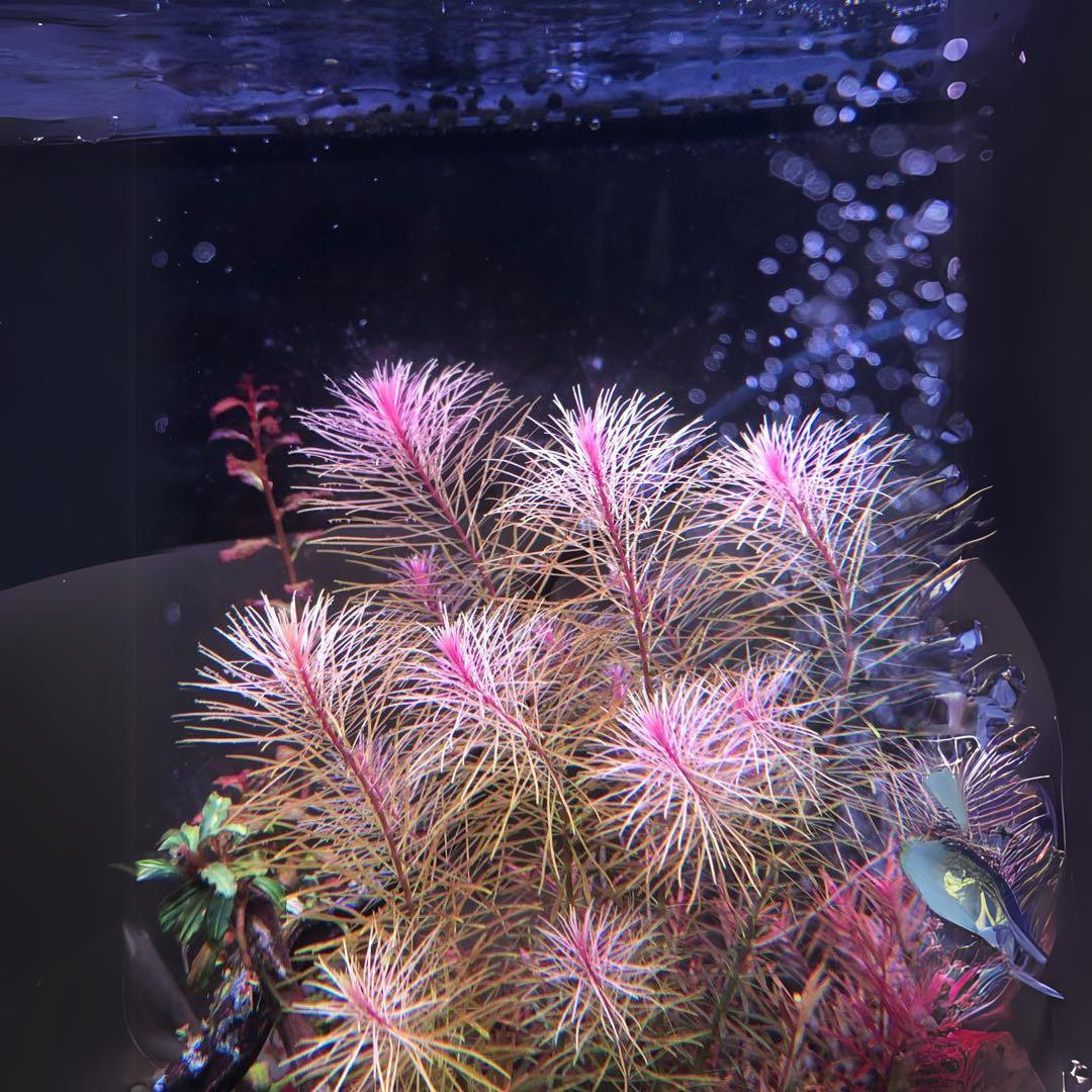 ADA IC389 Rotala Wallichii – Vibrant Aquatic Plant for Aquascaping ...