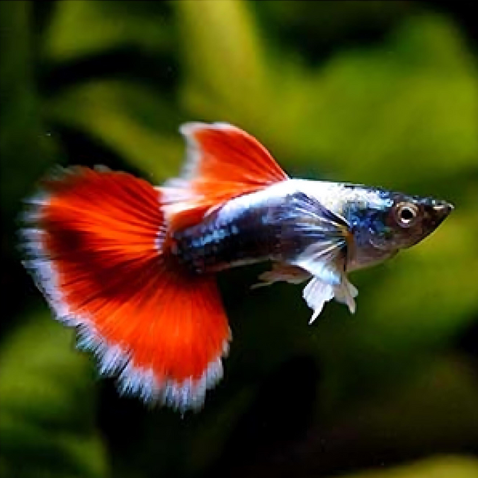 Cloning Aqua Pets & Fish Aquarium Shop in Salem – cloningaquapets