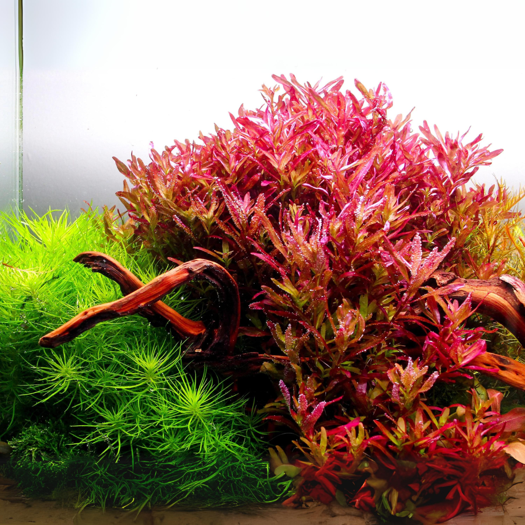 Sreepadma C116 Rotala Blood Red | TC Live Plant – cloningaquapets