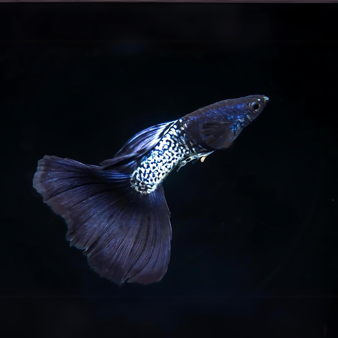 Snake Skin Blue Black Guppy – cloningaquapets