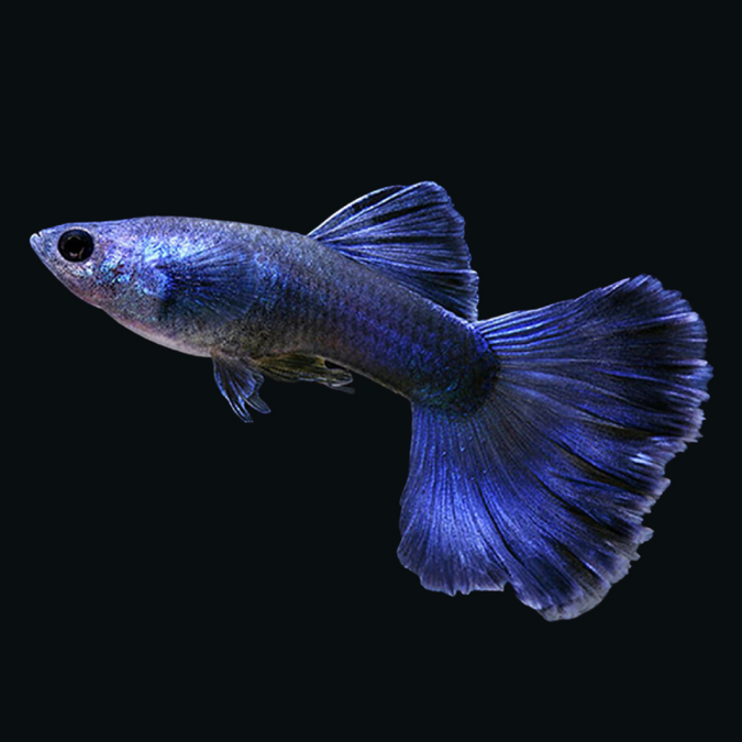 Cloning Aqua Pets & Fish Aquarium Shop in Salem – cloningaquapets