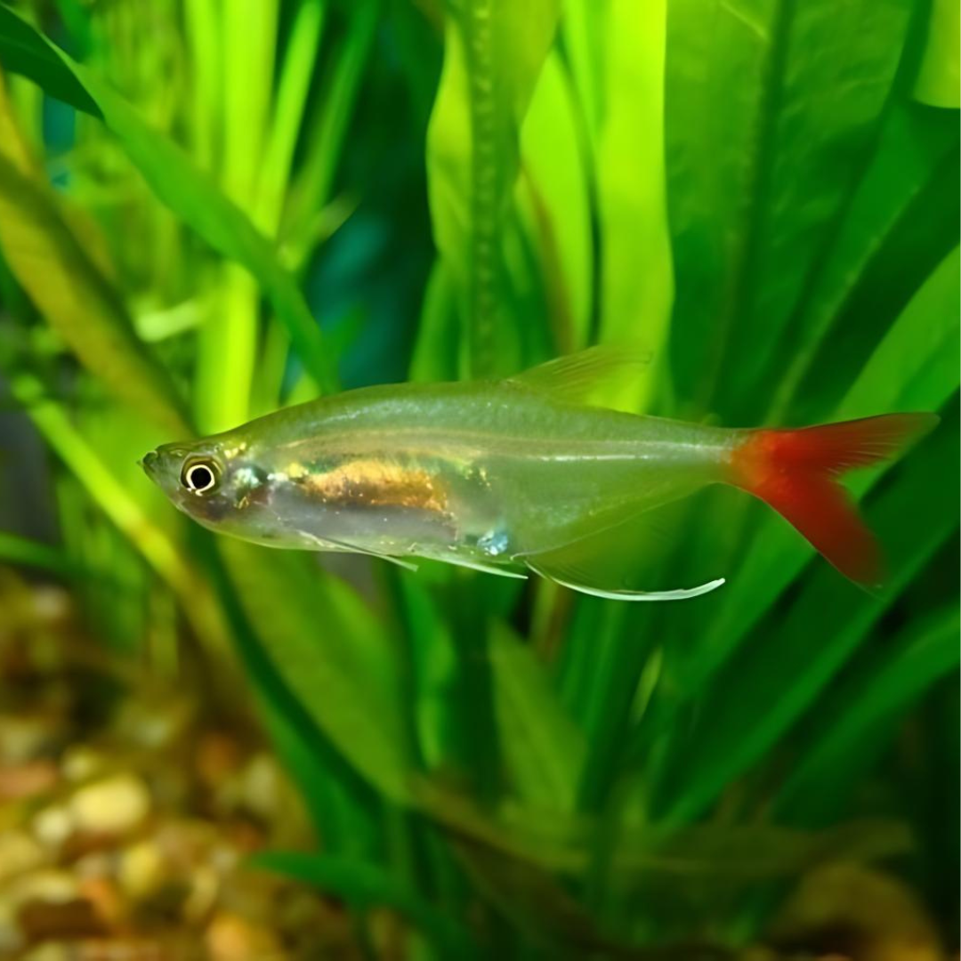Blood Fin Tetra Fish | Planted Tank Fish | Single – cloningaquapets