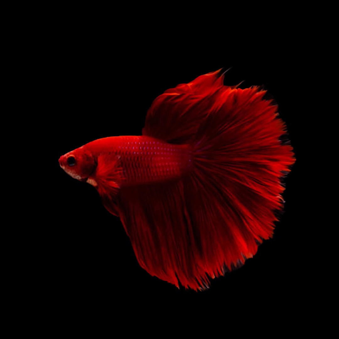 Betta Red Color OHM | Over Halfmoon Red Betta Fish Male – cloningaquapets