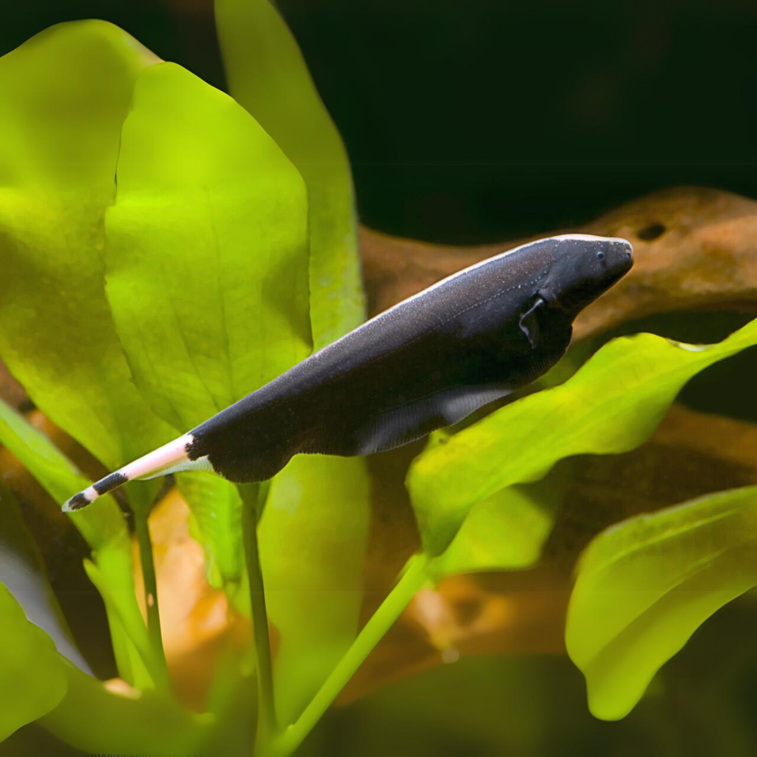 Black Ghost Knife Fish | 8-9 Inches | Single – cloningaquapets