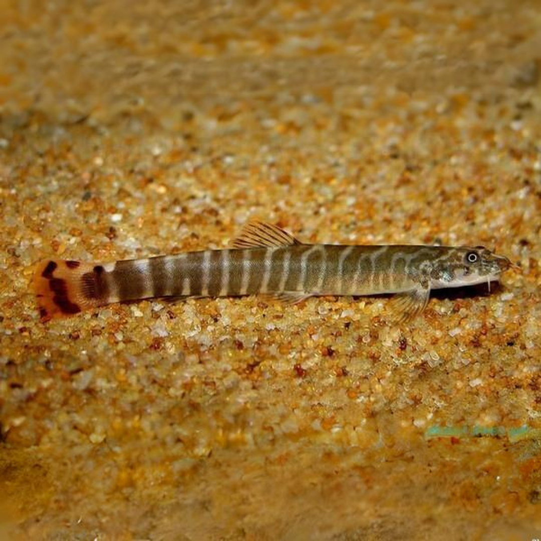 Bottom Dweller Red Tail Tiger Loach | Single – cloningaquapets