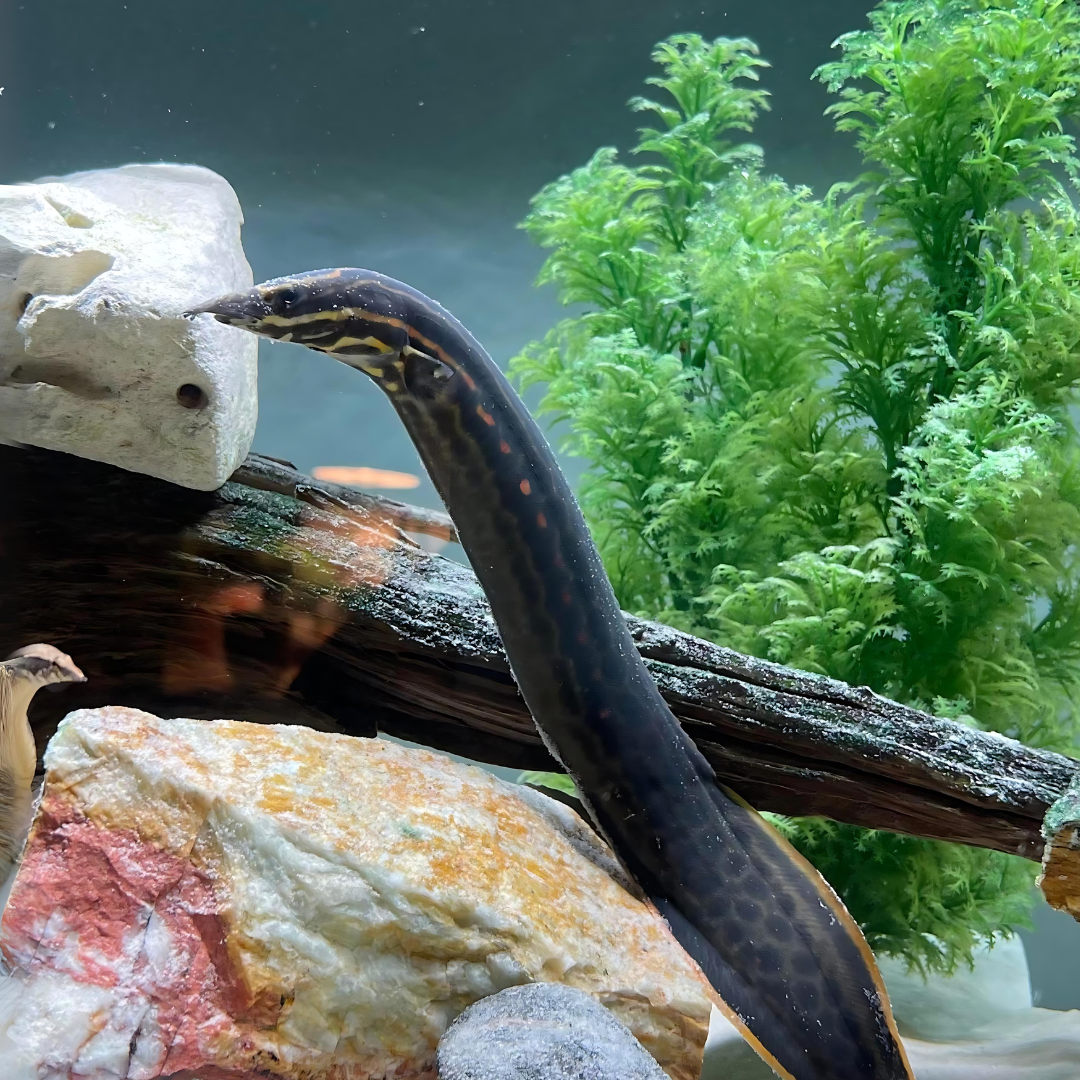 Fire Red Eel (11-12Inches) | Single – cloningaquapets