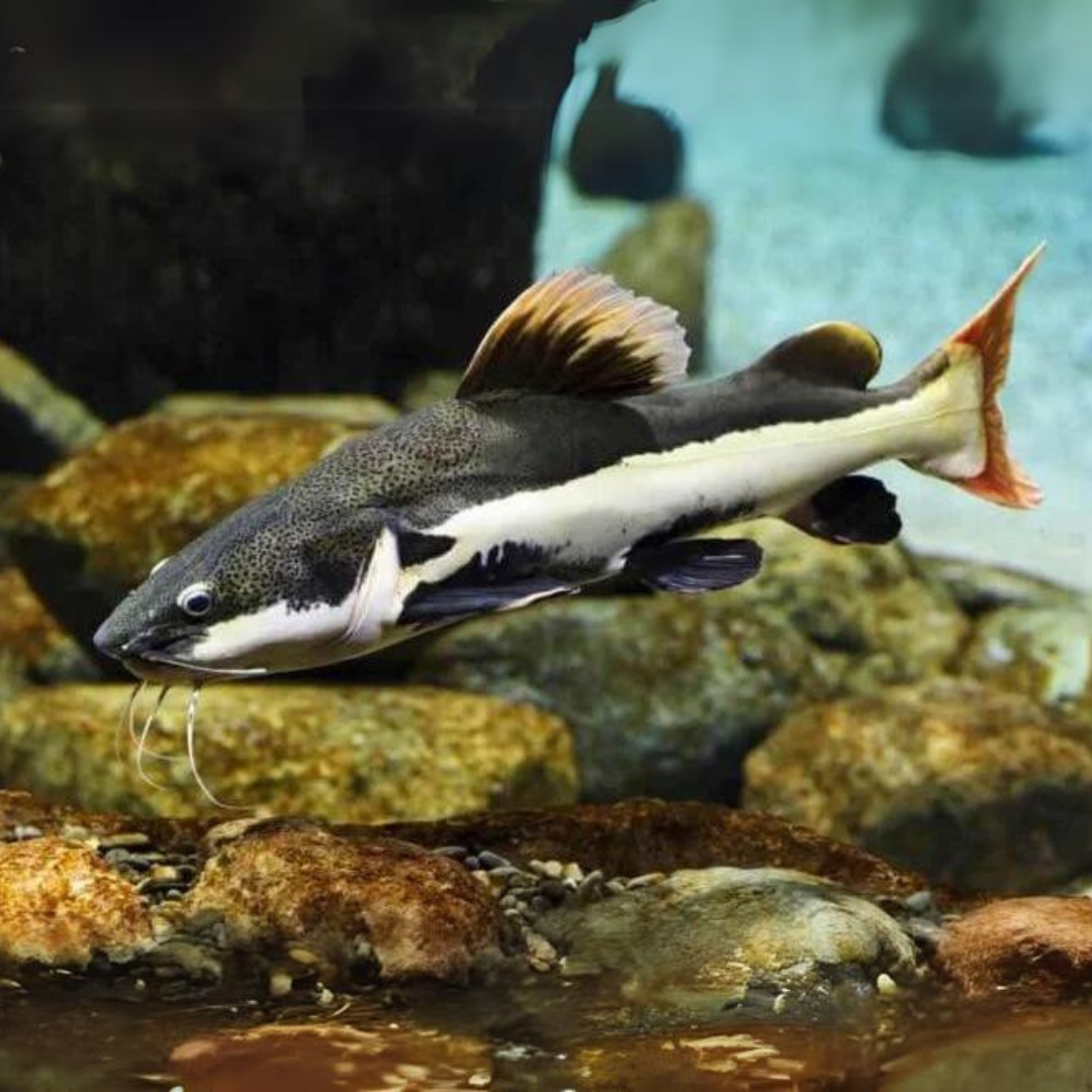 Red Tail Cat (2-3 Inches) | Single – cloningaquapets