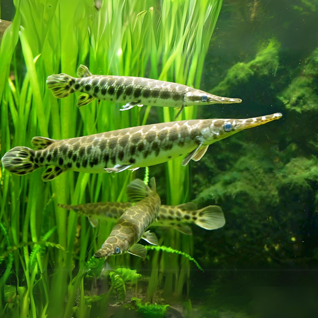 Florida Gar (5-6 Inches) | Single – cloningaquapets