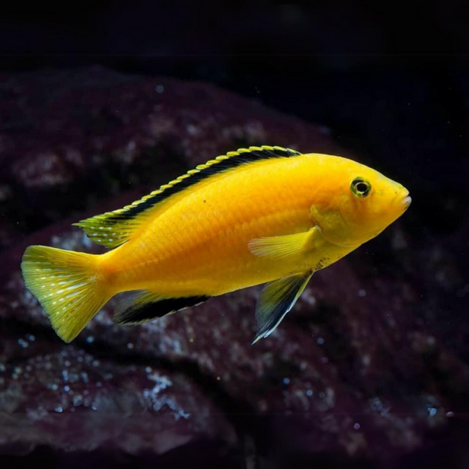 Cloning Aqua Pets & Fish Aquarium Shop in Salem – cloningaquapets