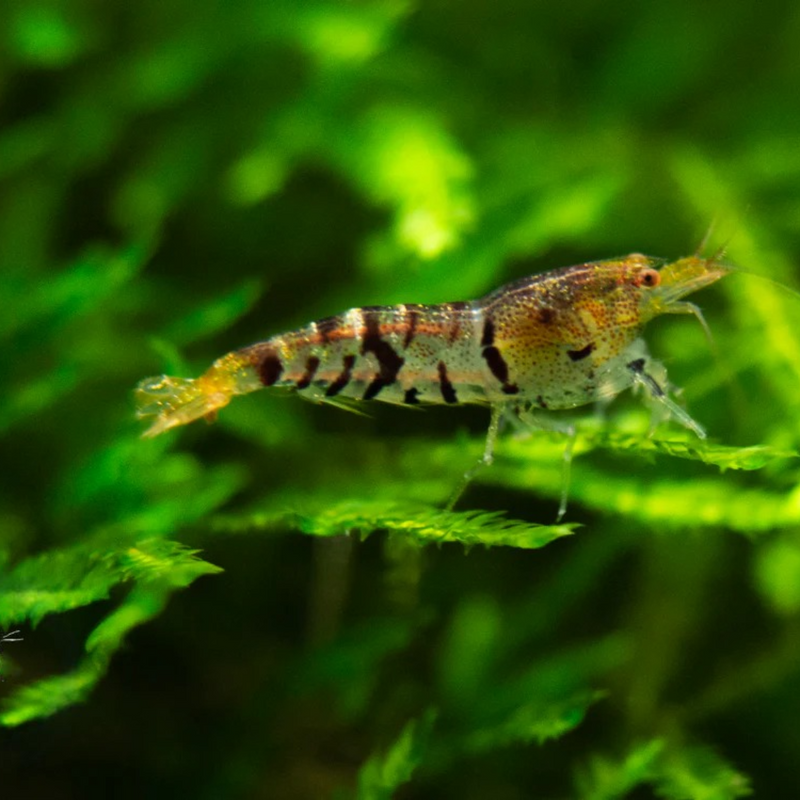 Cloning Aqua Pets & Fish Aquarium Shop in Salem – cloningaquapets