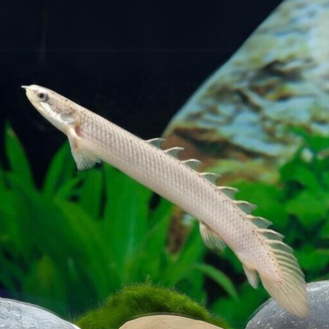 Live Fish Green Senegal Lung Fish (3-4 Inches) | Single – cloningaquapets