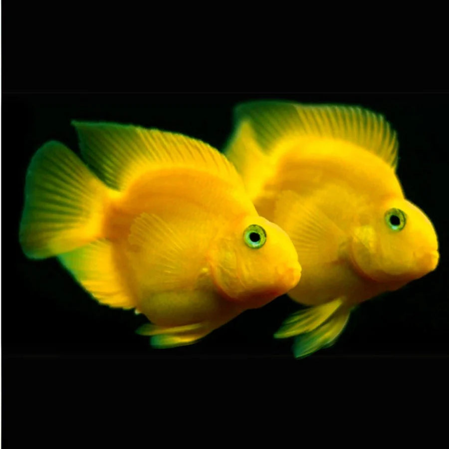 Yellow Parrot Cichlid – cloningaquapets