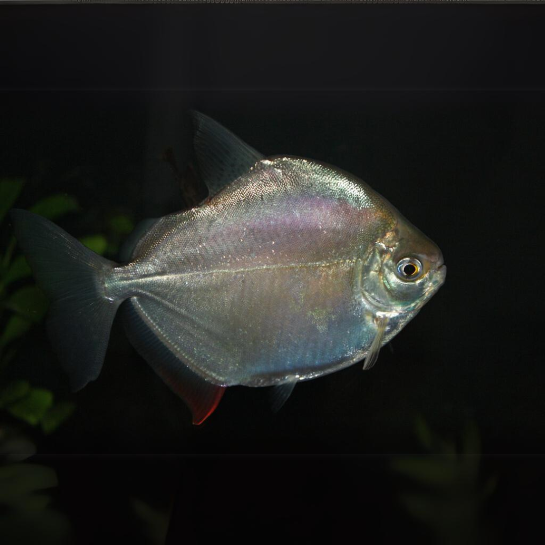 Silver Dollar (3 -4 Inches) | Single – cloningaquapets