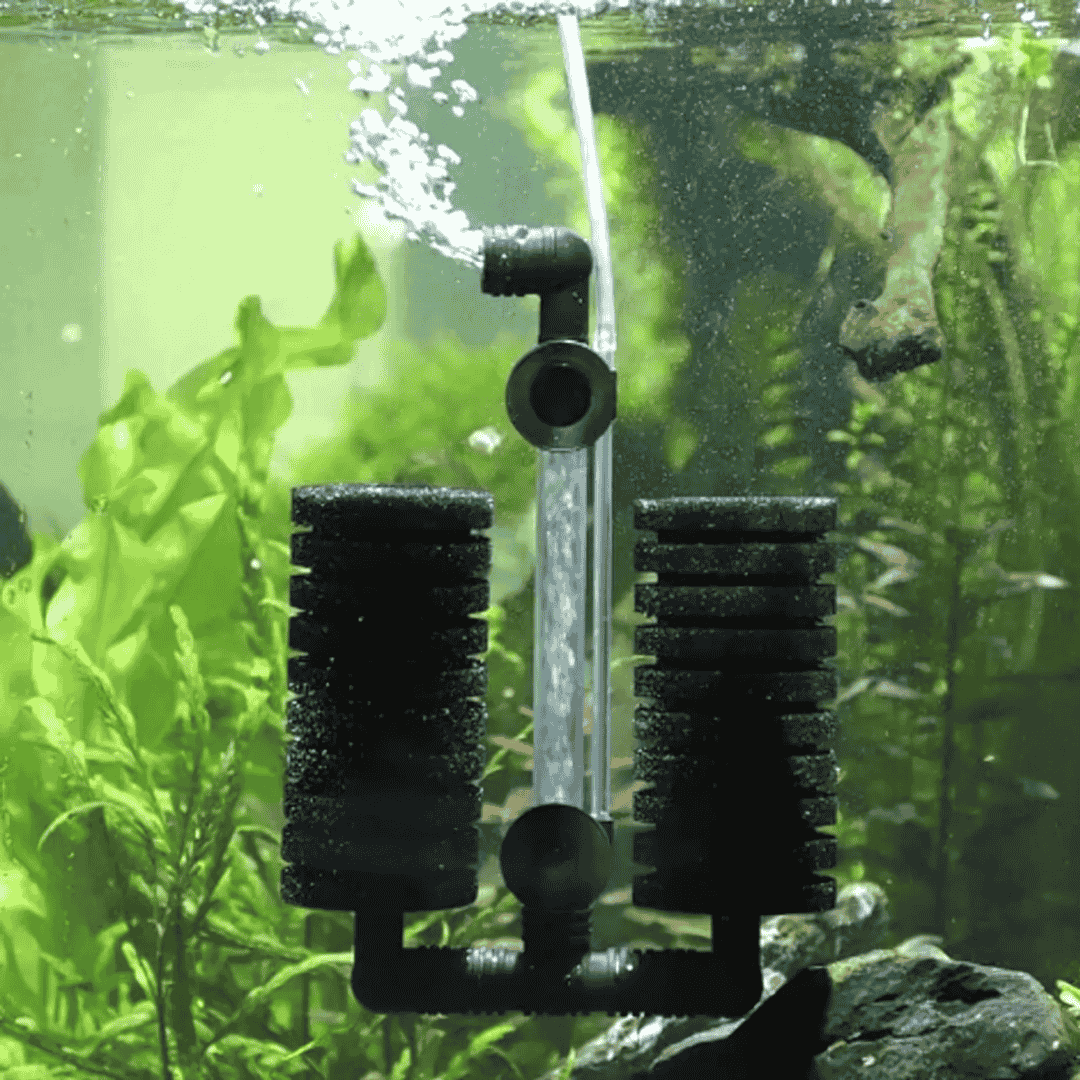 Sponge Filter – cloningaquapets