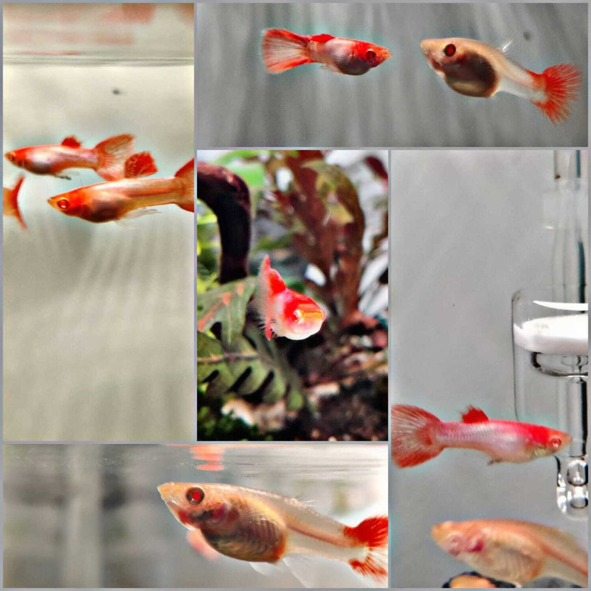 Live Fish Guppy Albino Pink Fire – cloningaquapets